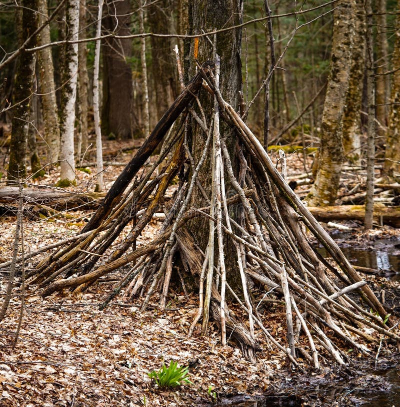 Unusual Branch Structure Deep in the Forest. Ontario Canada Stock Photo ...