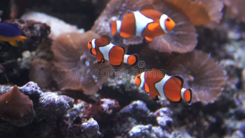Unusual Bright Exotic Orange Fish Swim Underwater Stock Video - Video ...