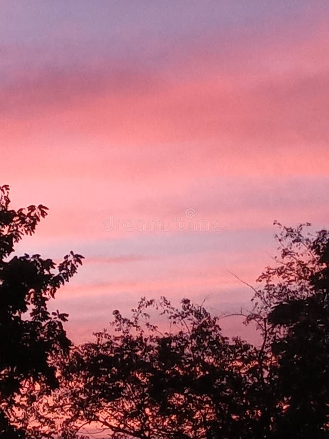 Pink sunset stock photo. Image of tree, sunset, pink - 252462688