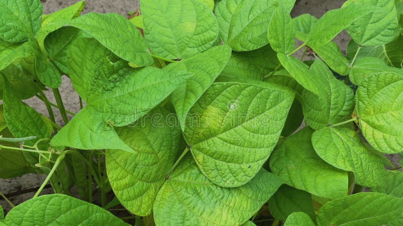 Unusual Bush Leaves Close-up, Summer Nature Stock Video - Video of ...