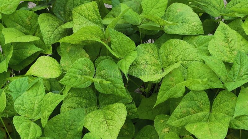 Unusual Bush Leaves Close-up, Summer Nature Stock Video - Video of ...