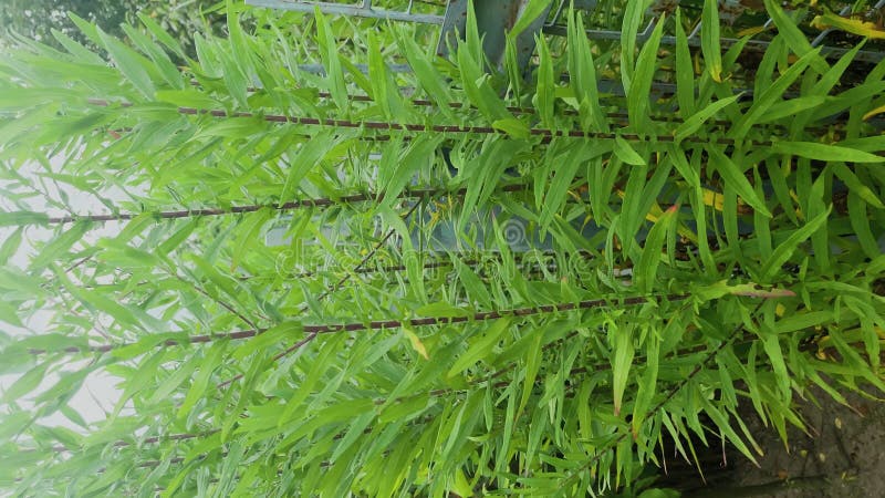 Unusual Bush Leaves Close-up, Summer Nature Stock Footage - Video of ...