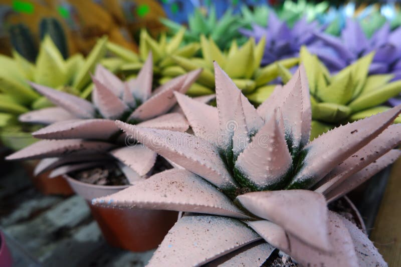 Unusual Cacti of Different Colors, Similar To Aloe. Stock Photo - Image ...