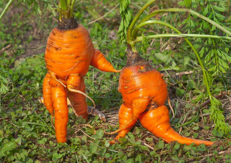 Unusual carrots 7 stock image. Image of figurine, outdoor - 22643547