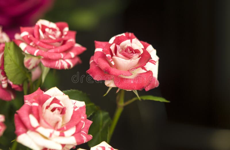Unusual Colorful Roses on a Green Background Stock Image - Image of ...
