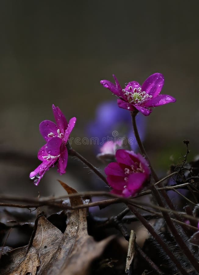 Unusual Colors of Hepatica Nobilis Stock Photo - Image of april, beauty ...