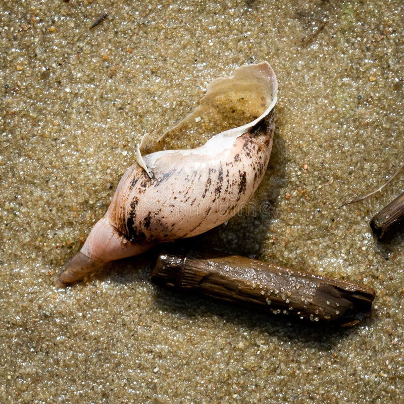 An Unusual Composition Created by Nature with One Shell and a Tree ...