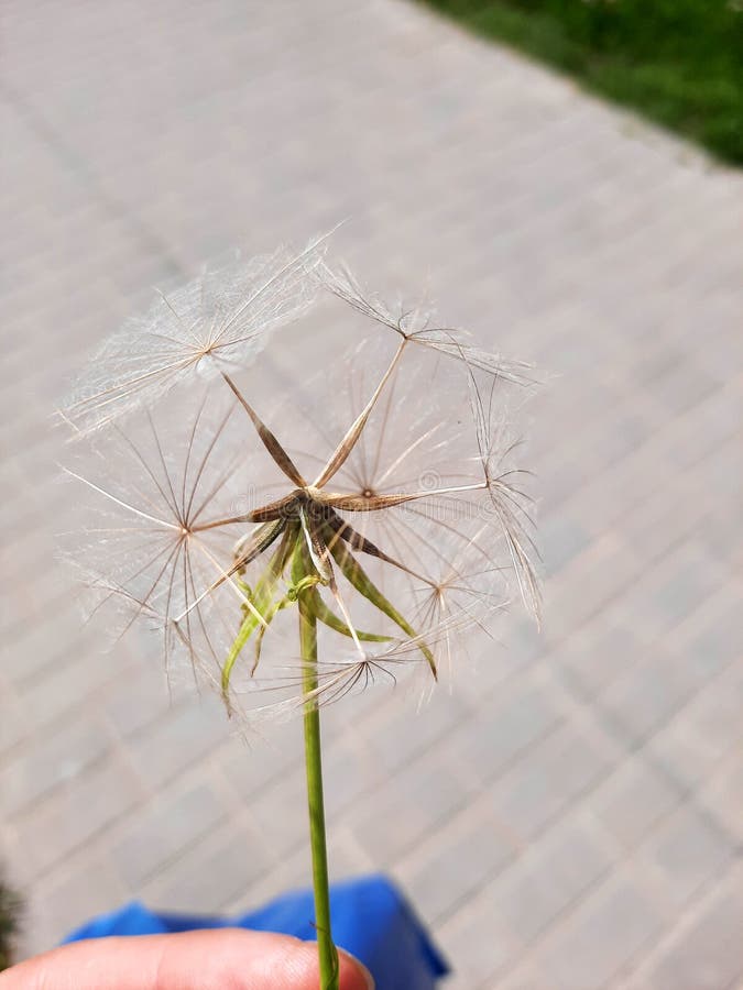Unusual dandelion stock image. Image of leaf, animal - 258042357