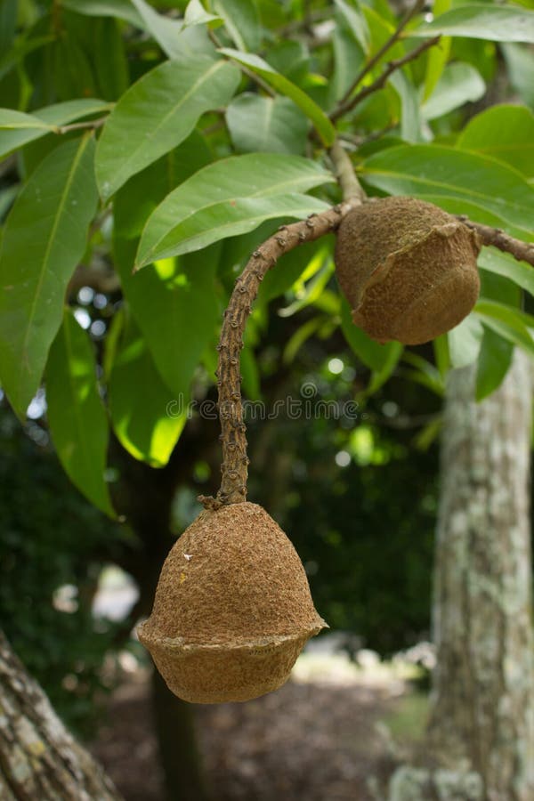 Unusual Exotic Monkey Pot Tree Stock Image - Image of nuts, amazon ...