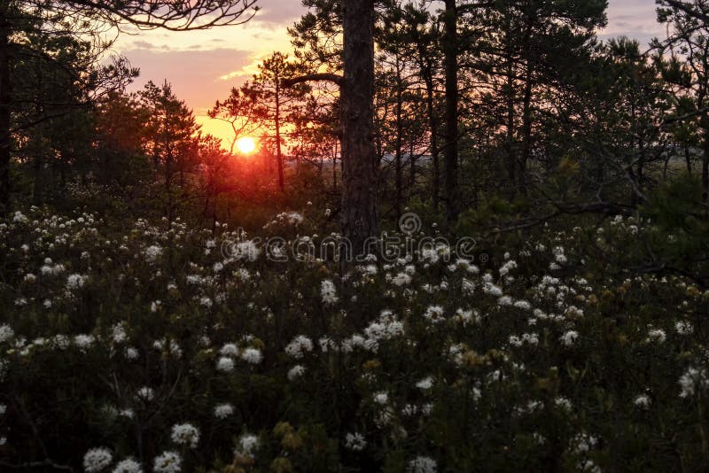 Fabulous View of the Dawn in the Forest Stock Image - Image of ...