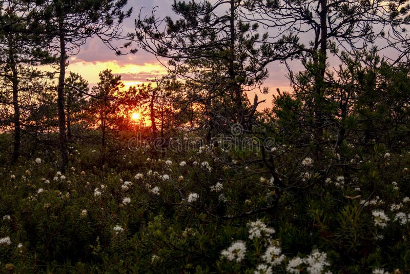Fabulous View of the Dawn in the Forest Stock Image - Image of park ...