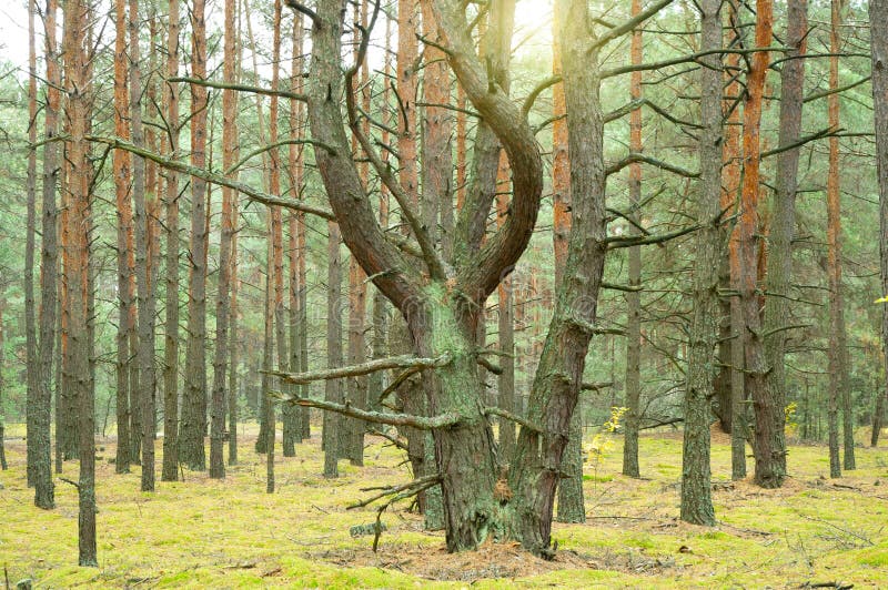 Trees Geopathogenic Zone Stock Photos - Free & Royalty-Free Stock ...