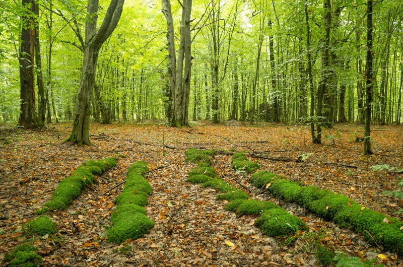 Unusual Fairytale Forest with Bizarrely Shaped Trees Stock Photo ...