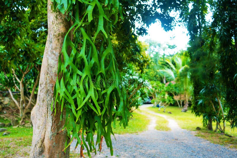 Unusual Fern Tree. Strange Plants Close Up Stock Image - Image of ...