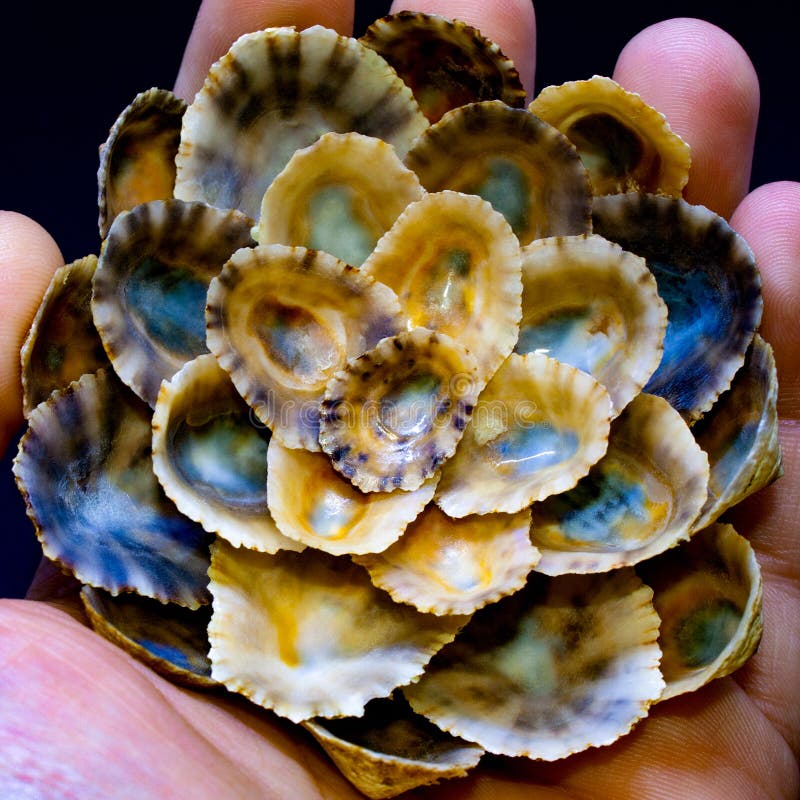 The Unusual Flower, Composition of Shells of Sea Patellas Stock Image ...