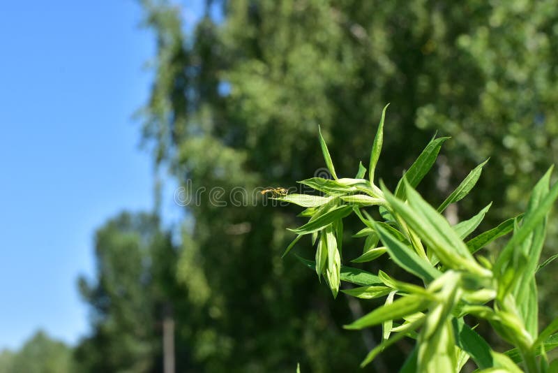 An Unusual Fly with a Yellow Belly Rests on a Leaf Stock Image - Image ...