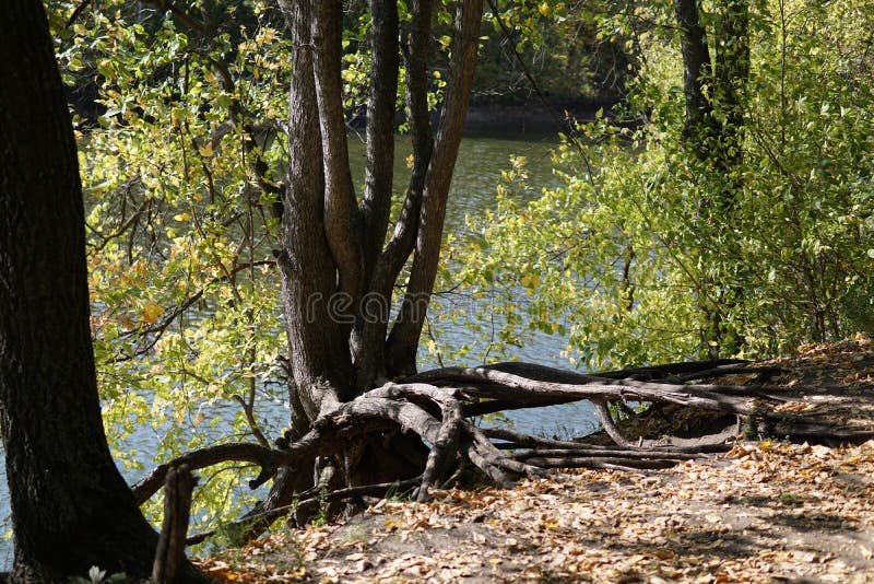 Unusual Gnarled Tree Roots by Forest Pond in Early Autumn Stock Photo ...