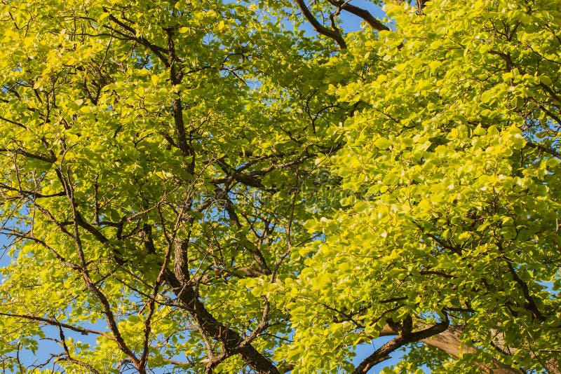 Unusual Green Tree Branches , Summer Day Stock Image - Image of light ...