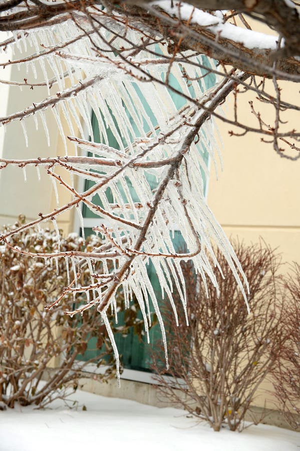 Unusual Icicles on Tree Branches Stock Image - Image of slanted ...