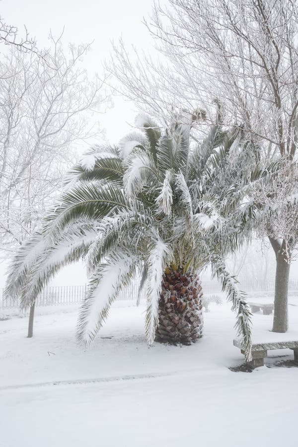 An Unusual Image of a Large Palm Tree with Large Leaves Buried Under a ...