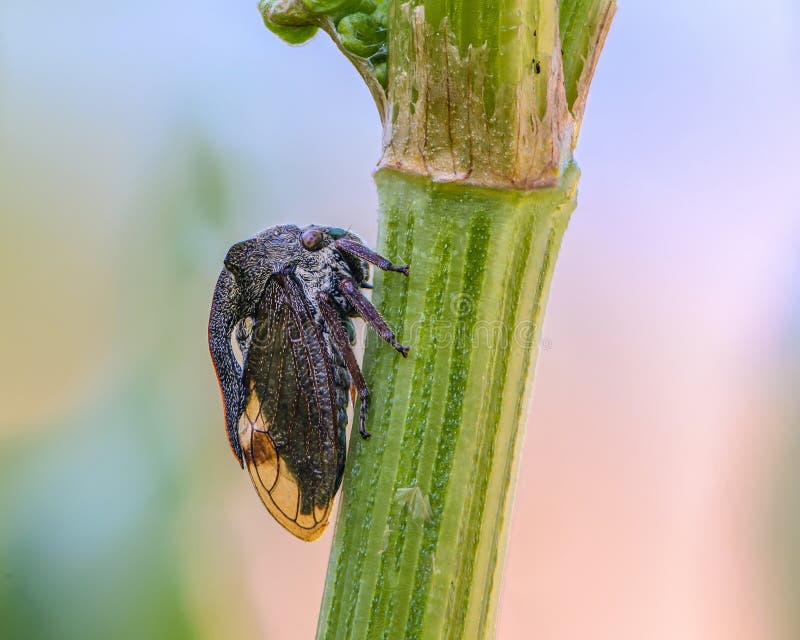 Unusual Insect Treehopper Crawling on Stalk of Grass Stock Image ...