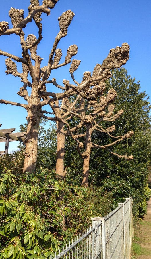 Unusual Large Trees without Leaves with Large Growths Stock Photo ...
