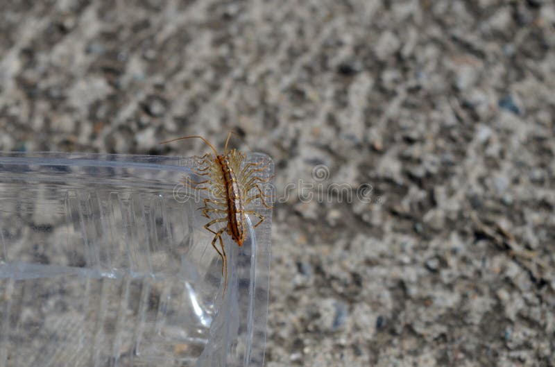 Unusual Little Brown Centipede Stock Photo - Image of nature, unusual ...