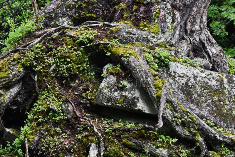 Unusual Lonely Magic Pine Grows in the Caucasus Mountains Stock Image ...