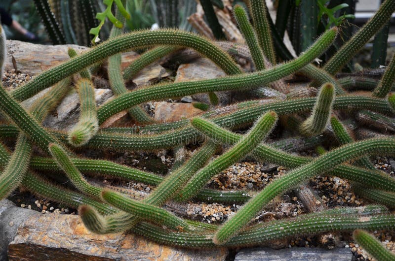 Unusual long tangled cacti stock photo. Image of wildflower - 343239198