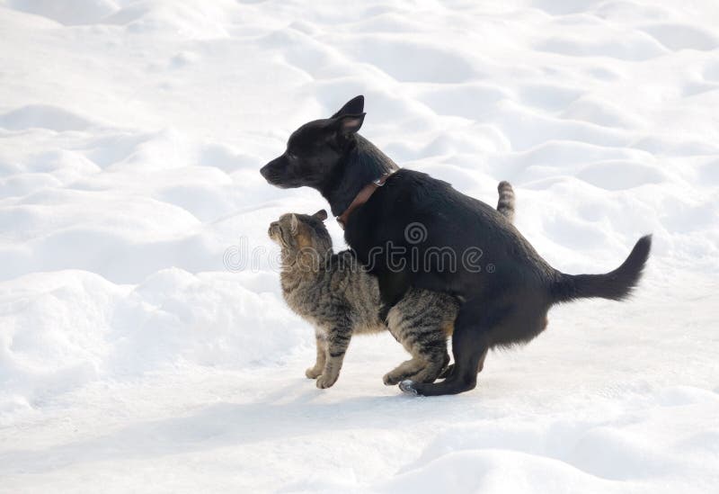 Unusual love stock photo. Image of extraordinary, animals - 8370354