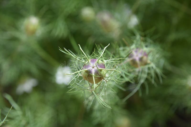 Unusual Love in a Mist Flower Blossom Stock Image - Image of blooming ...