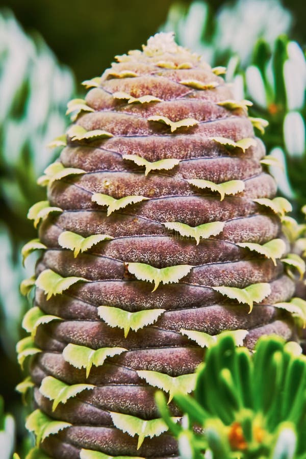 Unusual lumps stock photo. Image of closeup, needle, tree - 55731384