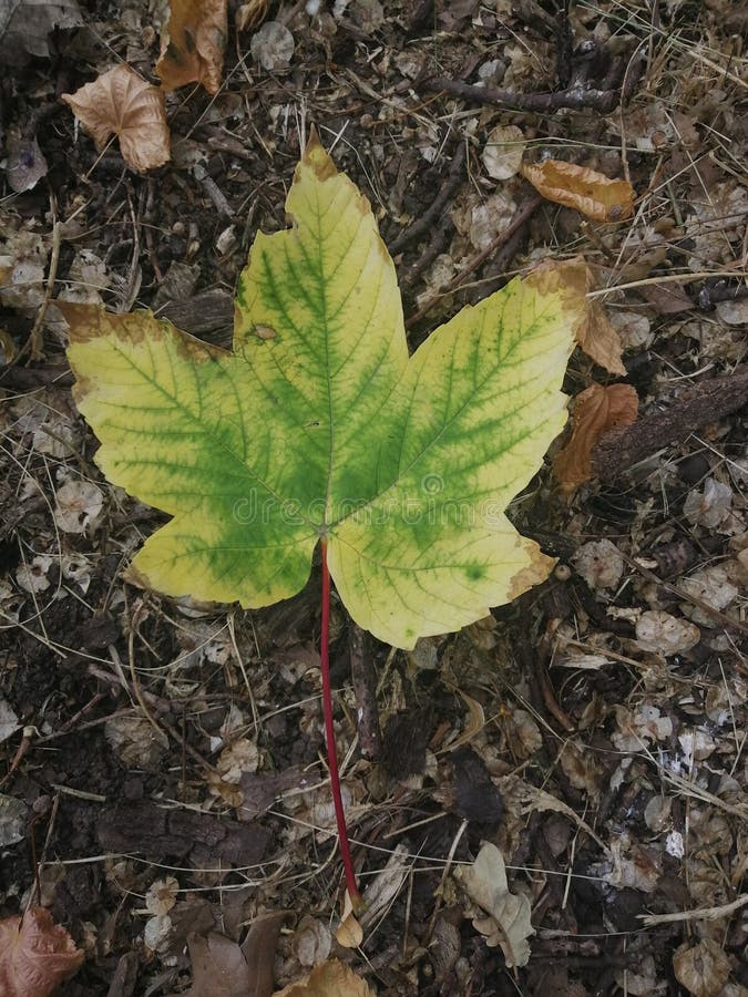 Unusual maple leaf stock photo. Image of flower, july - 250596600