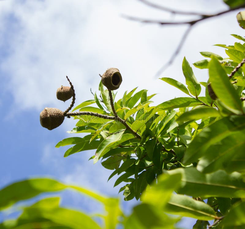 Unusual Monkey pot tree stock image. Image of nuts, elliptica - 74465437