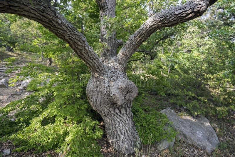 Unusual Oak Tree on Mountain Slope . Stock Image - Image of landscape ...