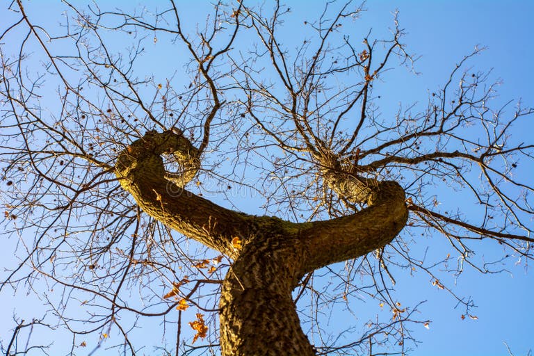 Unusual oak tree stock photo. Image of wildlife, trunk - 377792412