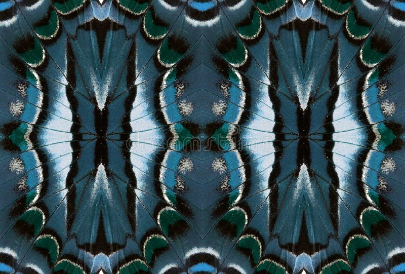 Unusual Original Blue Patterns Texture of Butterfly Wings Polyura ...