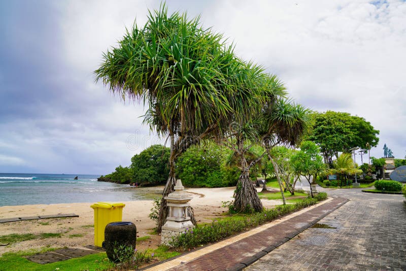 Unusual Palm Trees on the Beach Stock Image - Image of flora, conifer ...