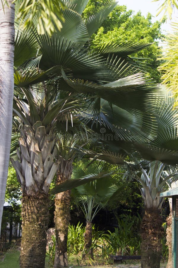 Unusual palm trees stock photo. Image of palm, beach - 85676660