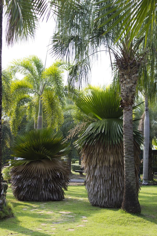 Unusual palm trees stock photo. Image of plant, ocean - 85676670