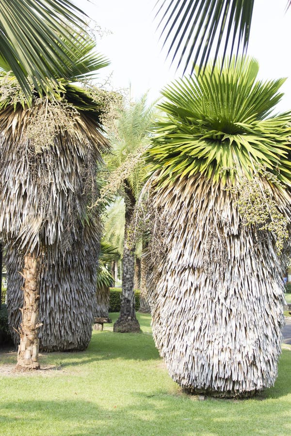 Unusual palm trees stock photo. Image of holiday, leaf - 85676702