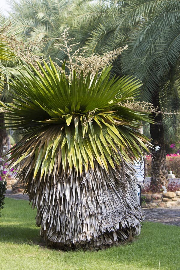 Unusual palm trees stock photo. Image of joshua, paradise - 85676756