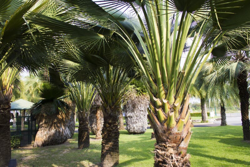 Unusual palm trees stock photo. Image of desert, ocean - 85676770