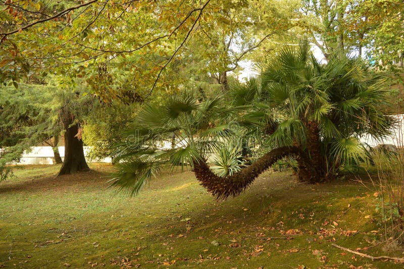 Unusual Palma stock photo. Image of beach, temporary - 102294002