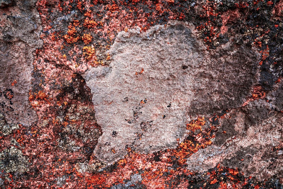 Multi-colored Mold Texture on the Stones Stock Photo - Image of natural ...