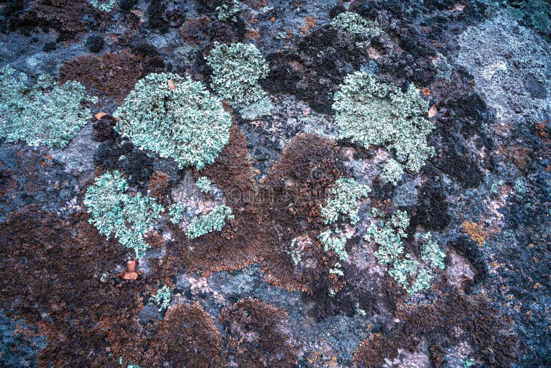 Multi-colored Mold Texture on the Stones Stock Photo - Image of covered ...