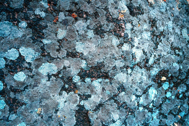 Multi-colored Mold Texture on the Stones Stock Image - Image of green ...