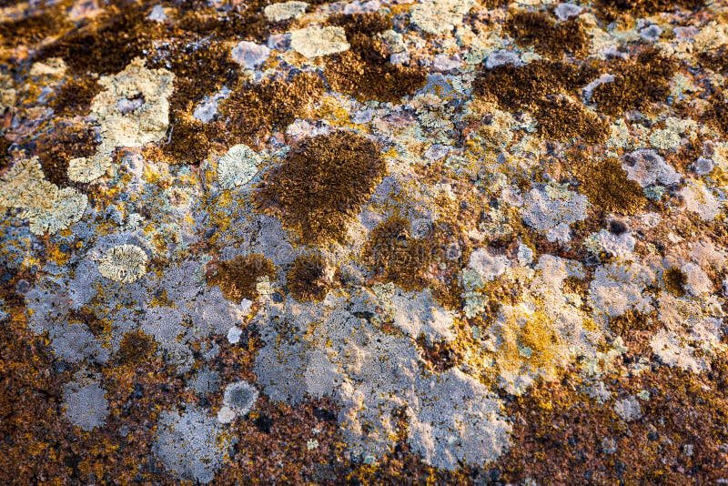 Multi-colored Mold Texture on the Stones Stock Photo - Image of fungus ...