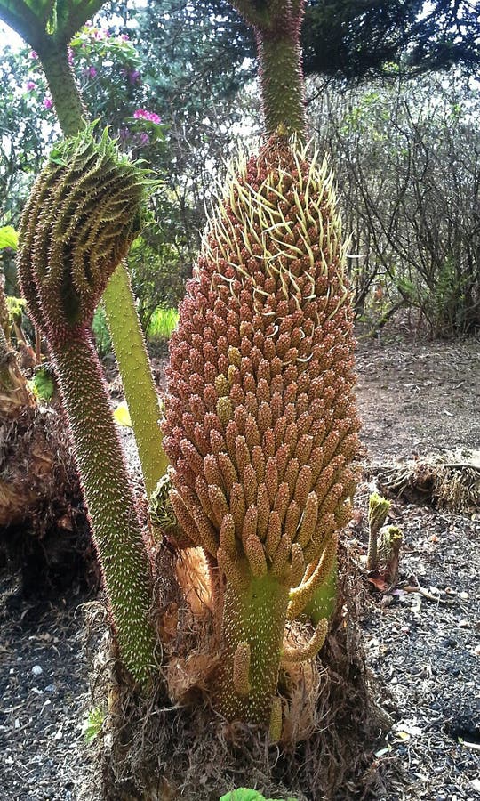 The REX Plant. Prehistoric Looking Beauty. Stock Photo - Image of green ...
