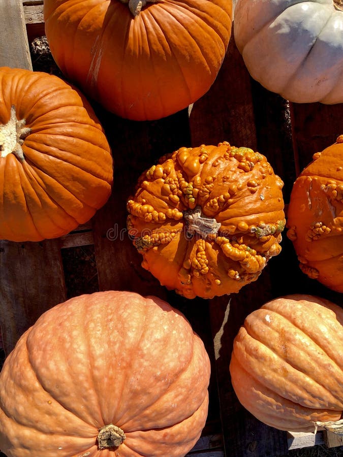 Unusual pumpkin assortment stock photo. Image of healthy - 186907780